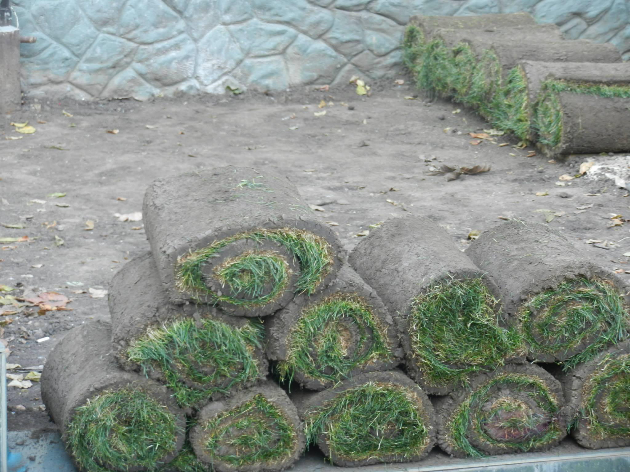 Montare gazon rulou – Pepiniera | Amenajare spatii verzi