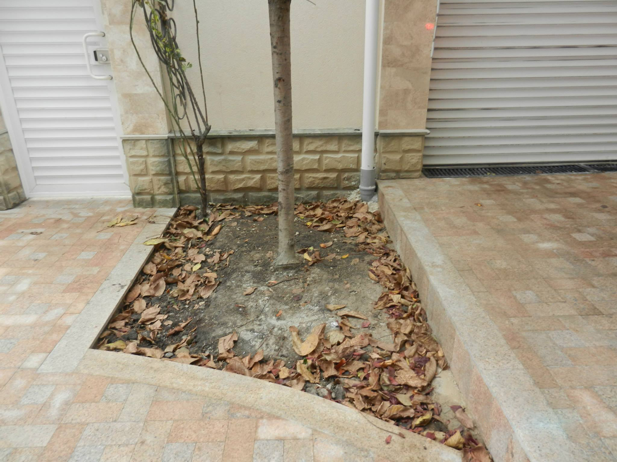 Montare gazon rulou – Pepiniera | Amenajare spatii verzi